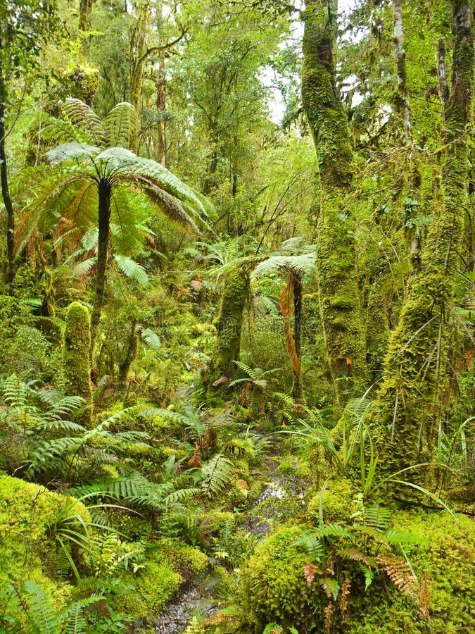 Cold Rainforest in New Zeland Stock Image - Image of motion, forest ...
