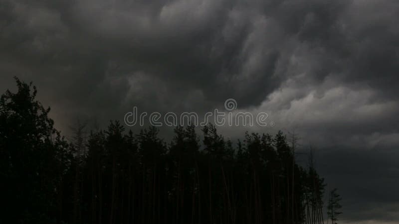 Cold Rainy Weather, Gusty Wind in the Forest Stock Video - Video of ...