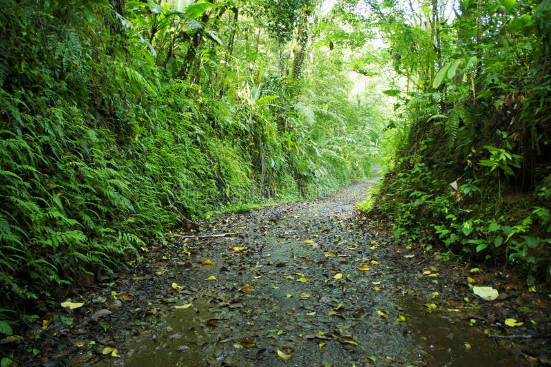Cold road in the forest stock photo. Image of located - 258474418
