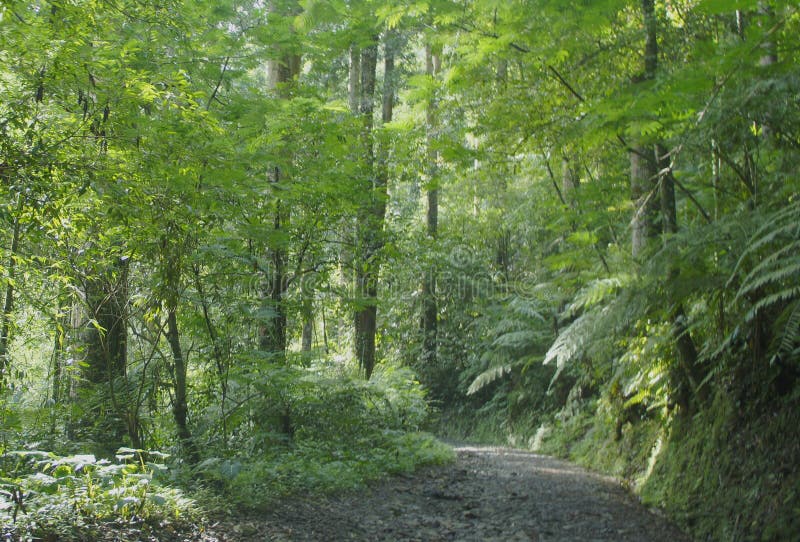 Cold road in the forest stock photo. Image of indonesia - 258478200