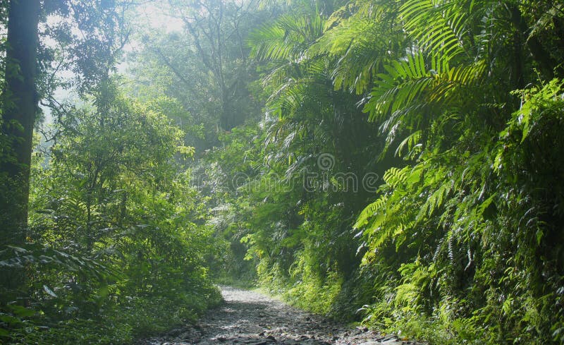 Cold road in the forest stock image. Image of buatiful - 258478209