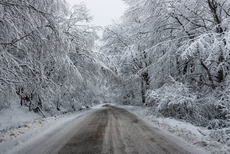 Cold Road stock image. Image of travel, trip, trees, road - 36123303