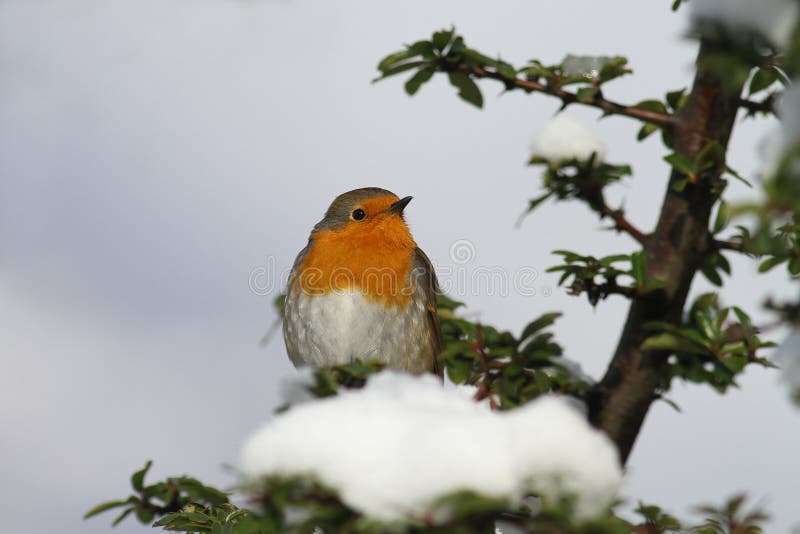 Cold robin stock image. Image of habitat, outdoors, environment - 55702113