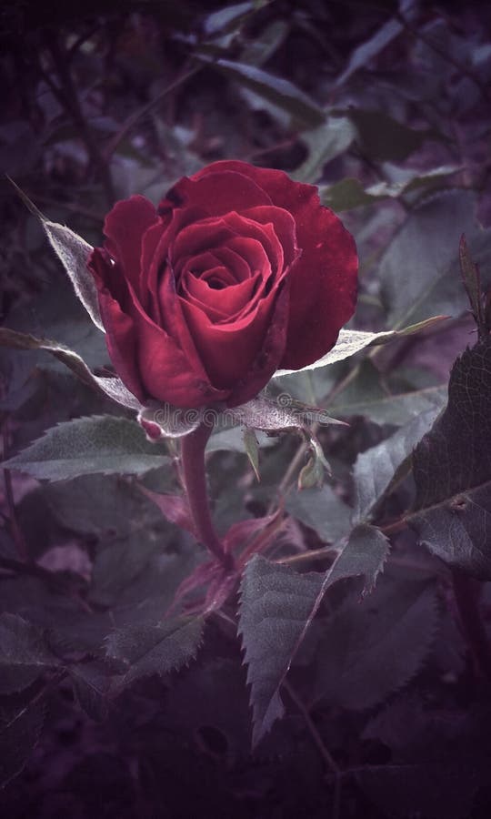 Cold rose stock photo. Image of rose, cold, flower, love - 64440672