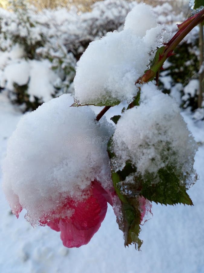 Cold rose stock photo. Image of pink, rose, winter, cold - 105575102
