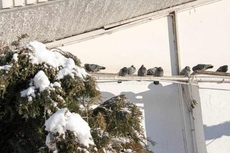 Heavy Snow in Moscow during Winter Stock Photo - Image of russia, lots ...
