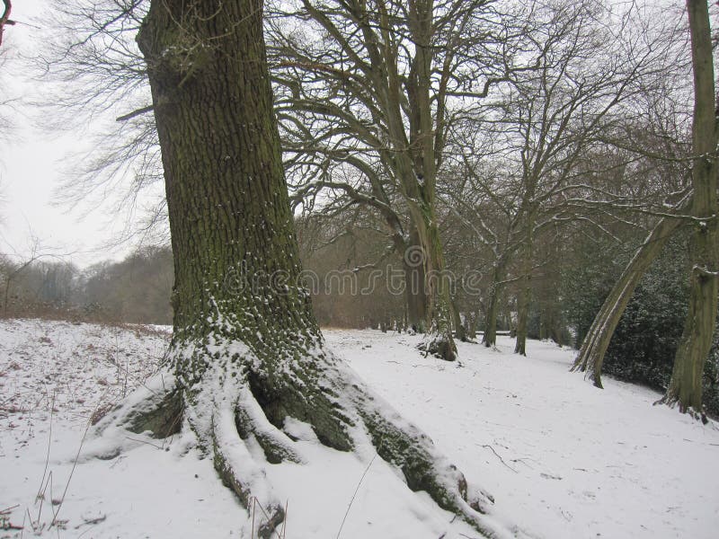 A Cold Scene stock image. Image of scene, tree, roots - 111116151