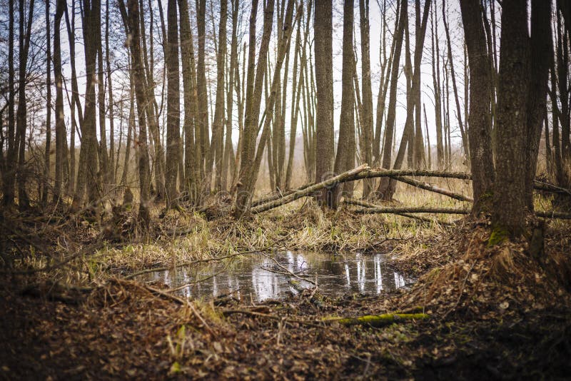 Cold Season in the Forest with Mirror Puddle between the Tree Trunks ...