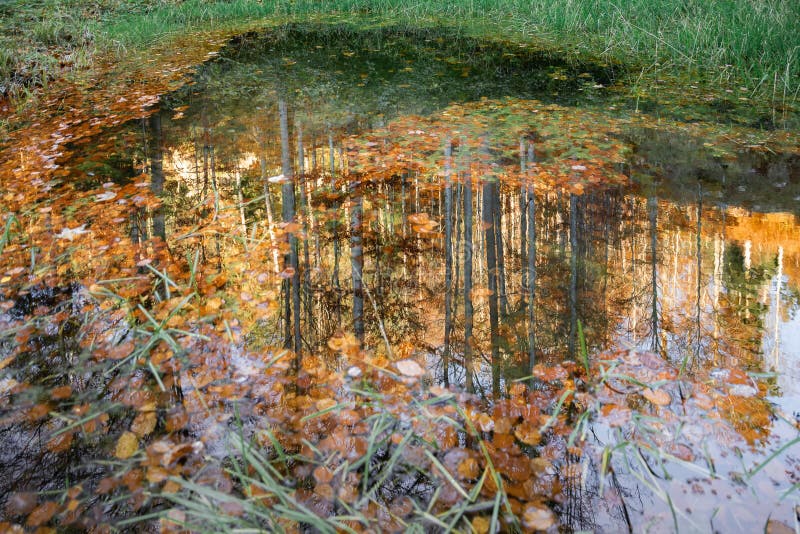 Cold Season in the Forest with Mirror Puddle. Reflection of the Forest ...