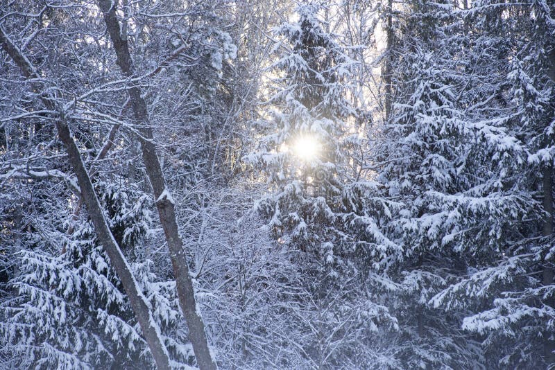 Cold Snow-covered Trees and a Ray of Sunshine Stock Photo - Image of ...