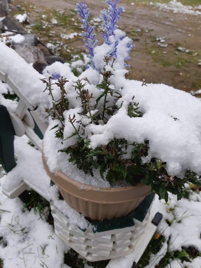 Early snow stock photo. Image of cold, snow, early, freezing - 163436146