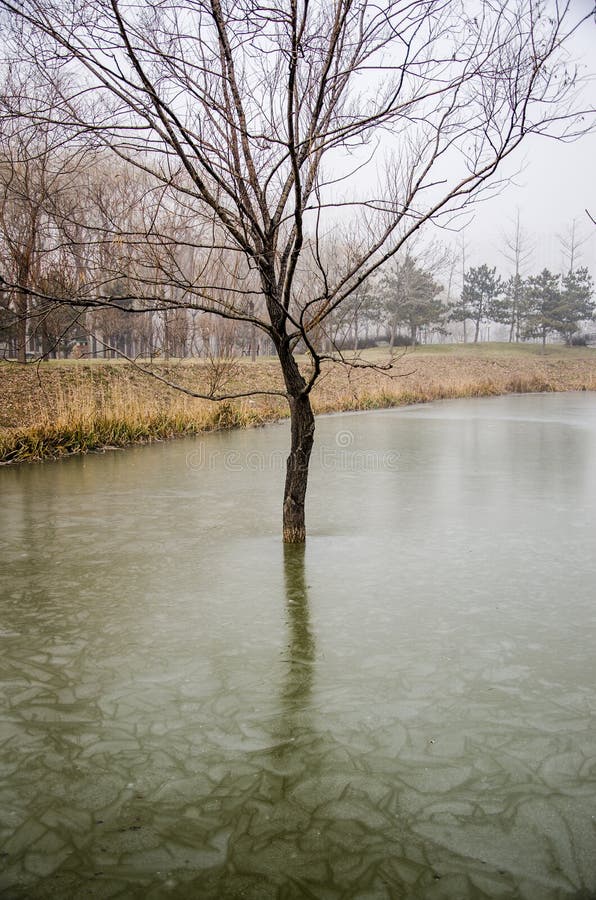 Cold Snow and Tree with Shadow Stock Photo - Image of island, shadow ...