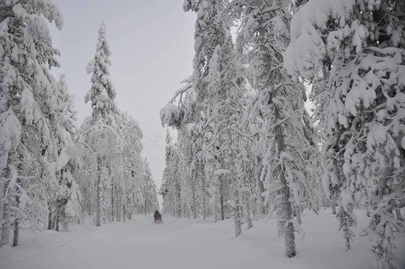 Cold and Snowy Day in Lapland Stock Image - Image of snowy, freezy ...