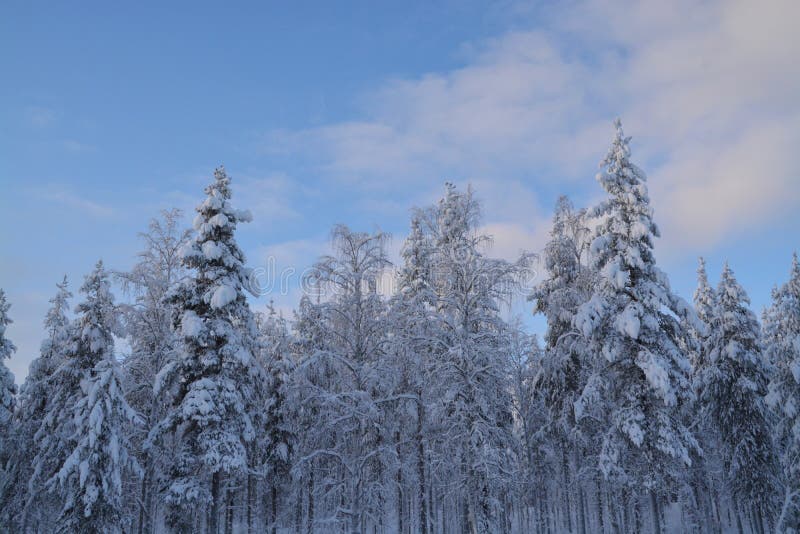 Cold and Snowy Day in Lapland Stock Photo - Image of snow, forest: 66901422
