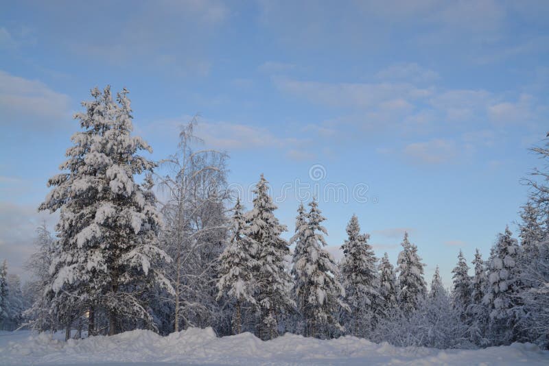 Cold and Snowy Day in Lapland Stock Image - Image of snowy, norway ...