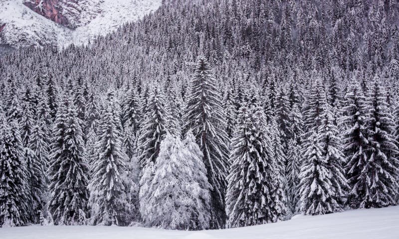 A Cold Snowy Forest Covered with Snow Stock Image - Image of calgary ...