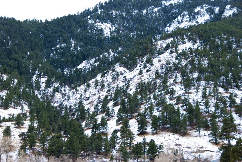 Cold and Snowy Hillside with Pines Stock Photo - Image of cold ...