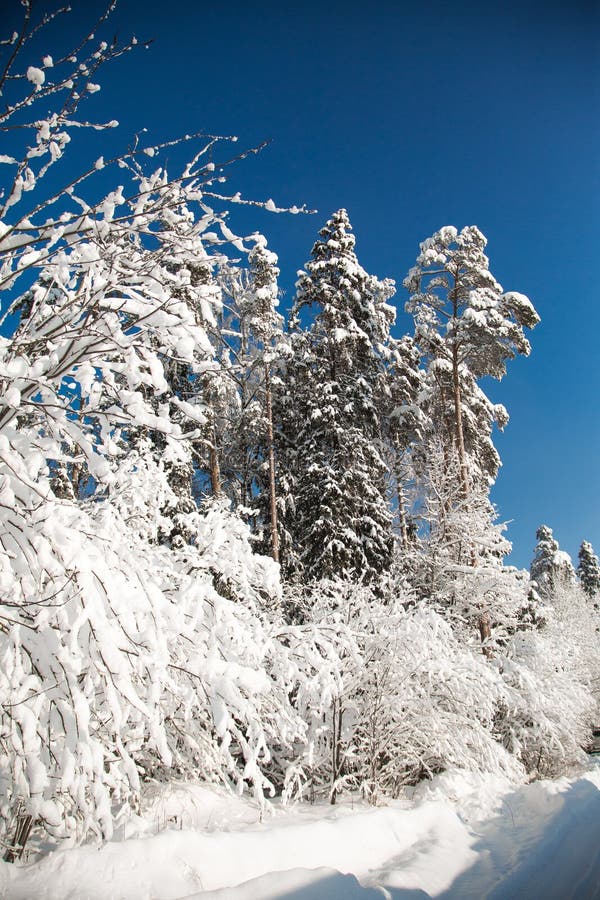 Cold Snowy Winter in the Forest Stock Image - Image of winter, frozen ...
