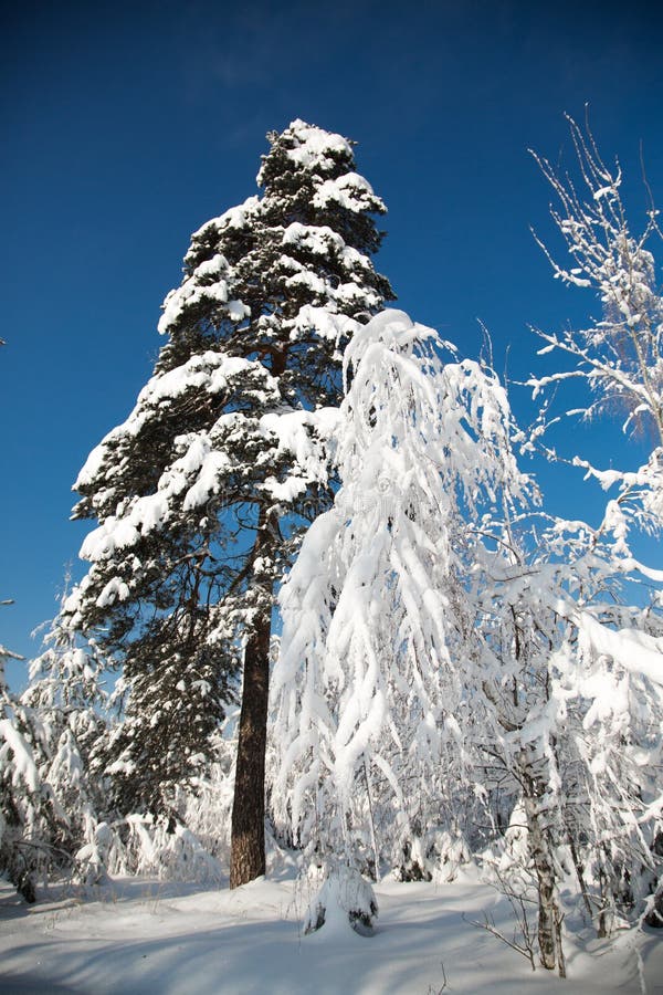 Cold Snowy Winter in the Forest Stock Image - Image of christmas ...