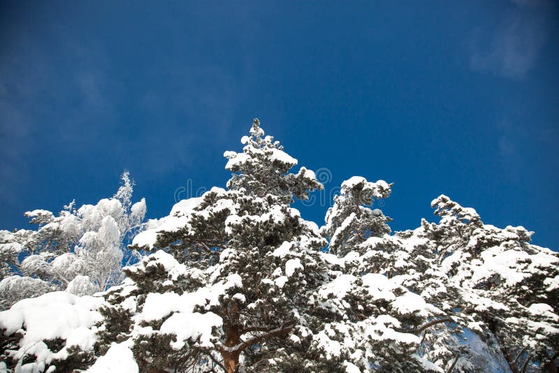 Cold Snowy Winter in the Forest Stock Photo - Image of trees, cold ...