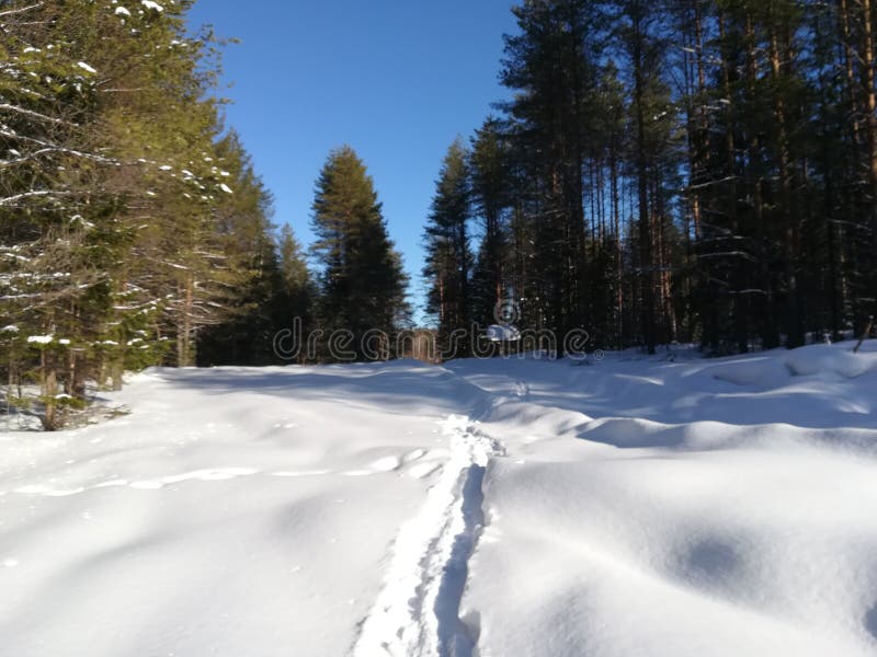 Cold Snowy Winter in a Harsh Hour Stock Image - Image of winter, snowy ...
