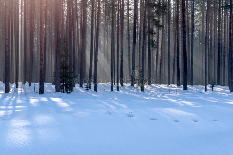 Cold Snowy Winter Morning in the Forest Stock Photo - Image of scene ...