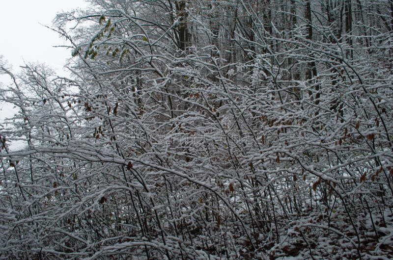Cold and Snowy Winter Road in the Forest during Snowstorm. Stock Photo ...