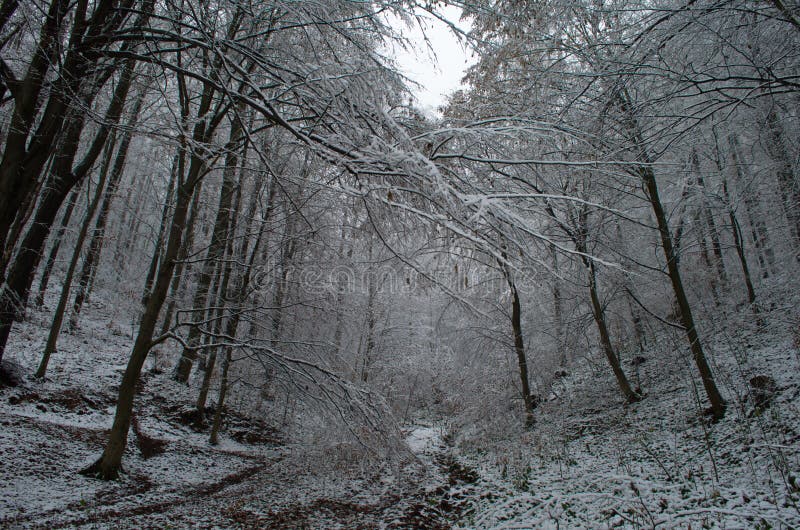 Cold and Snowy Winter Road in the Forest during Snowstorm. Stock Image ...
