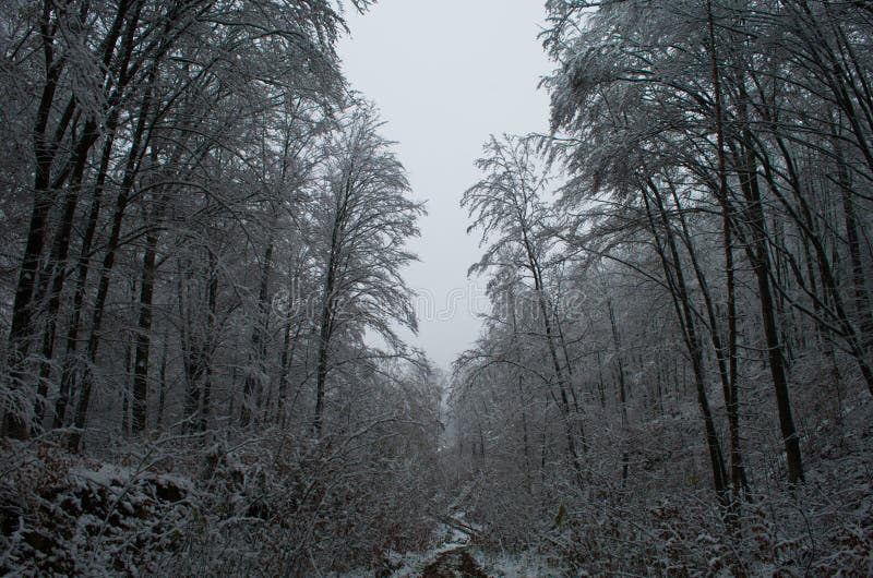 Cold and Snowy Winter Road in the Forest during Snowstorm. Stock Photo ...