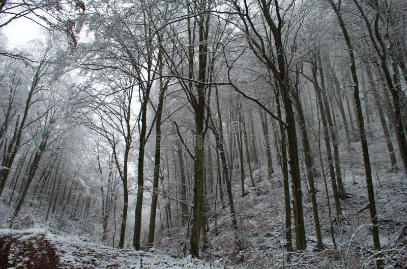 Cold and Snowy Winter Road in the Forest during Snowstorm. Stock Image ...