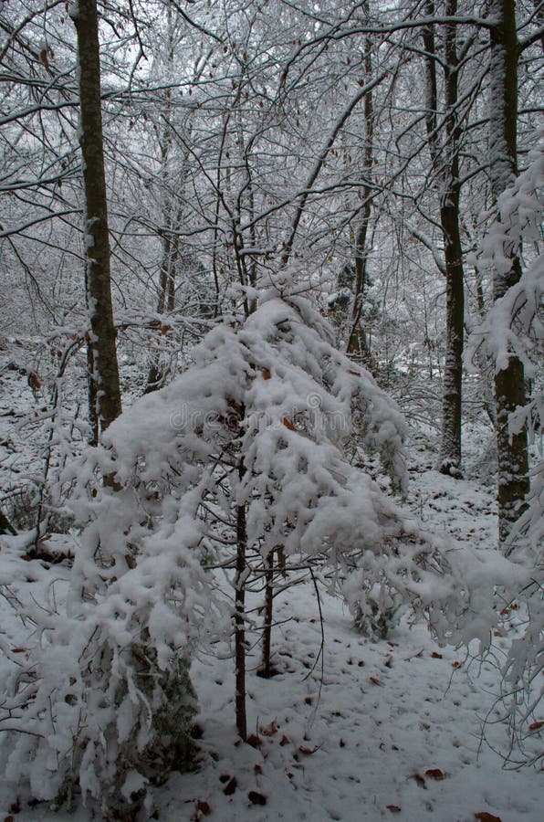 Cold and Snowy Winter Road in the Forest during Snowstorm. Stock Photo ...