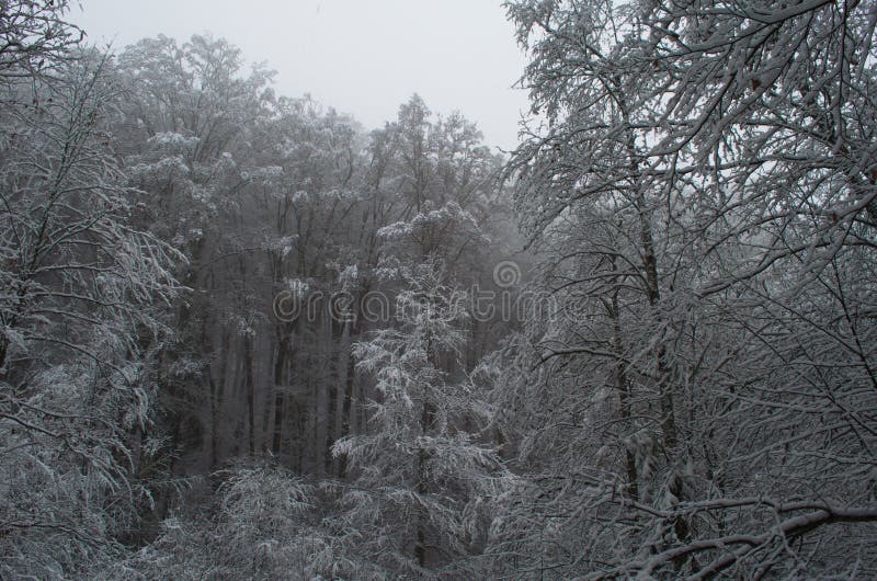Cold and Snowy Winter Road in the Forest during Snowstorm. Stock Photo ...