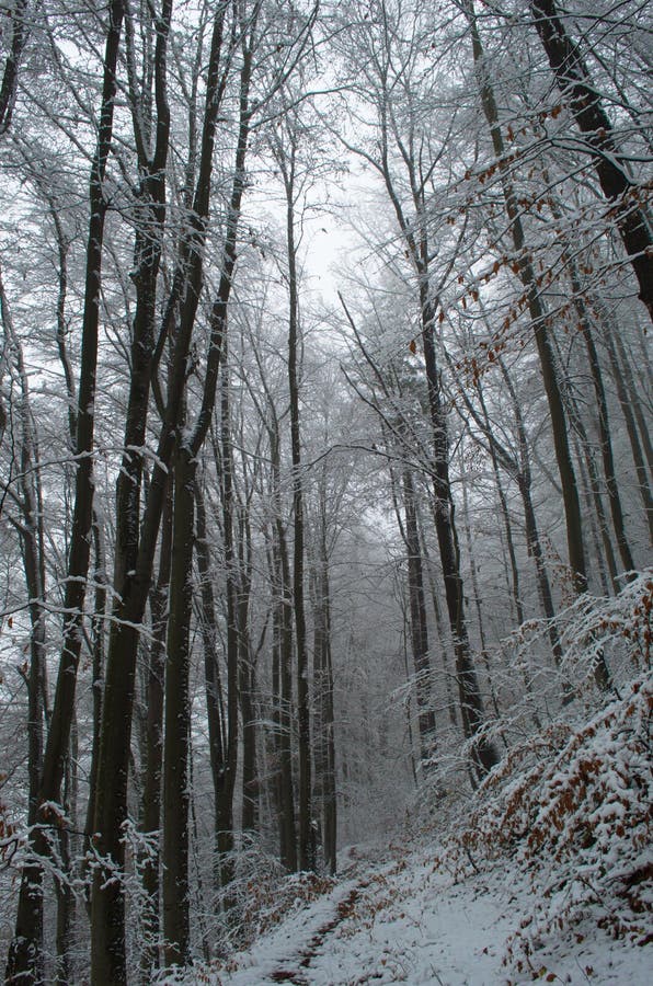 Cold and Snowy Winter Road in the Forest during Snowstorm. Stock Photo ...
