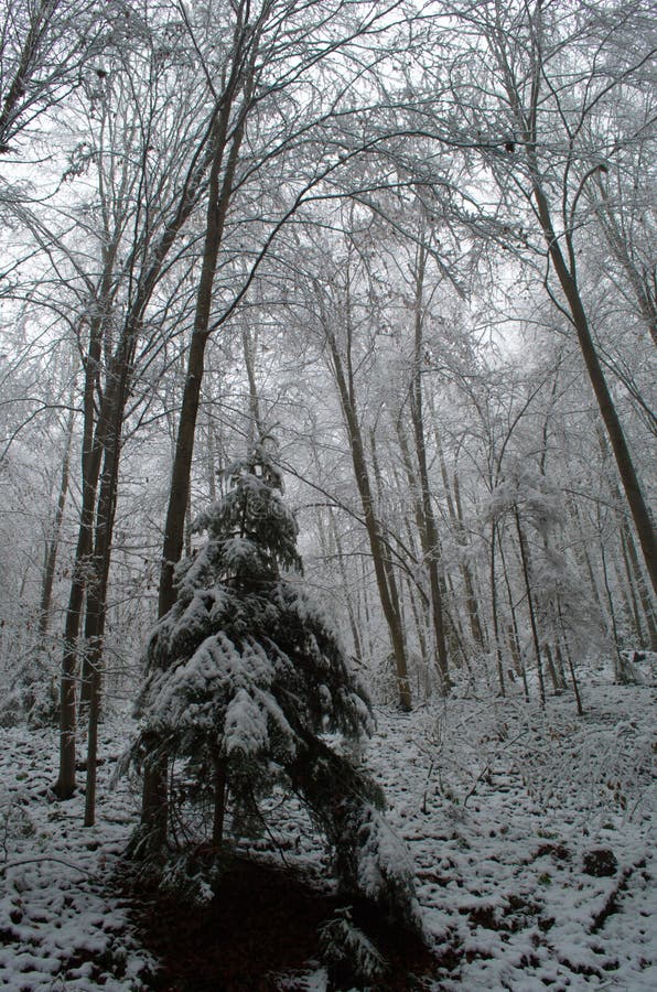 Cold and Snowy Winter Road in the Forest during Snowstorm. Stock Image ...
