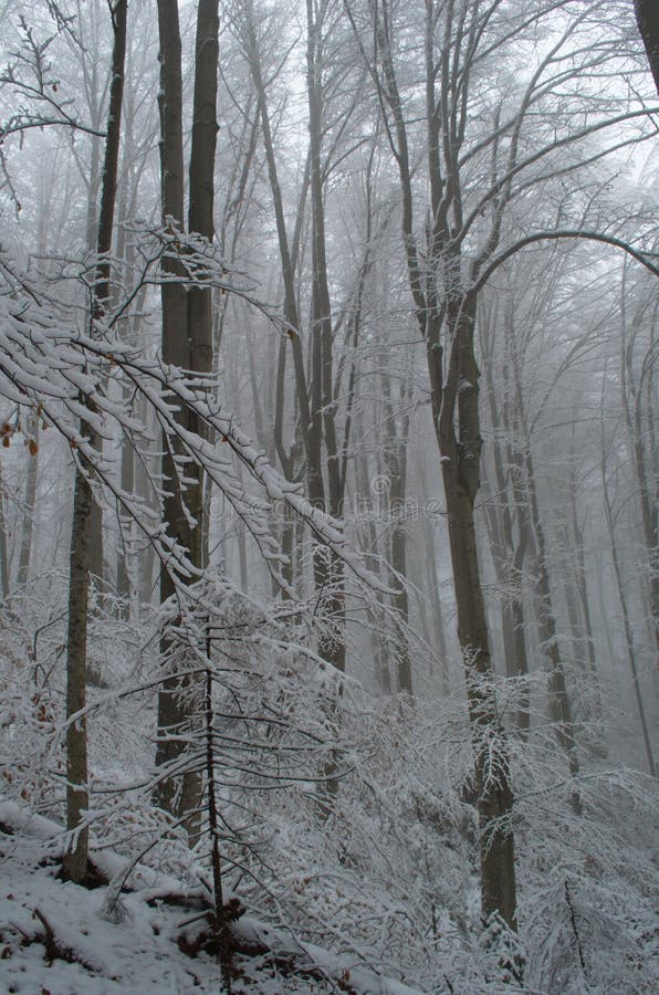 Cold and Snowy Winter Road in the Forest during Snowstorm. Stock Photo ...