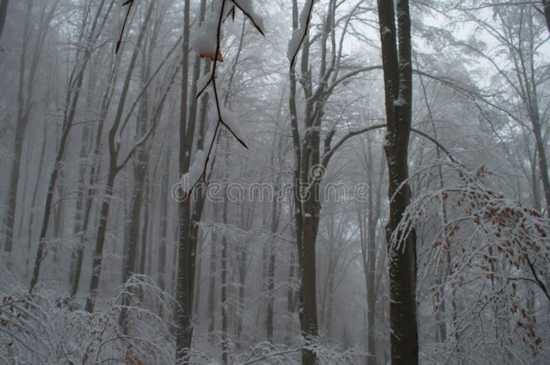 Cold and Snowy Winter Road in the Forest during Snowstorm. Stock Photo ...