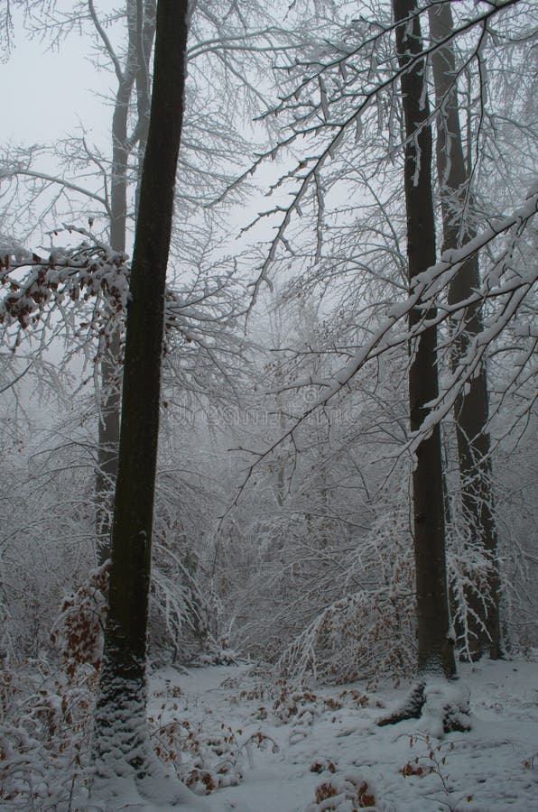 Cold and Snowy Winter Road in the Forest during Snowstorm. Stock Image ...