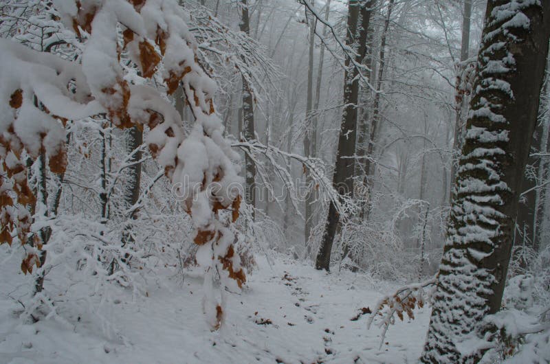 Cold and Snowy Winter Road in the Forest during Snowstorm. Stock Image ...