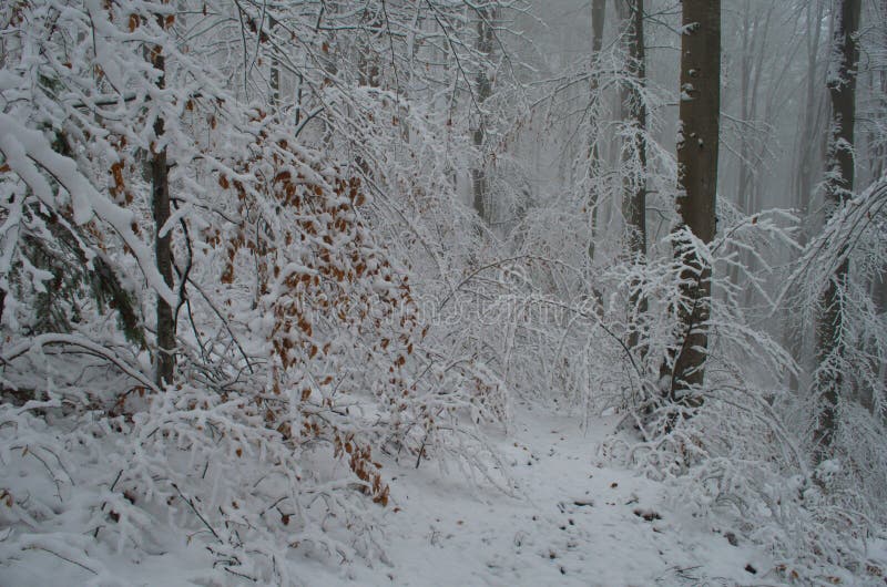 Cold and Snowy Winter Road in the Forest during Snowstorm. Stock Image ...