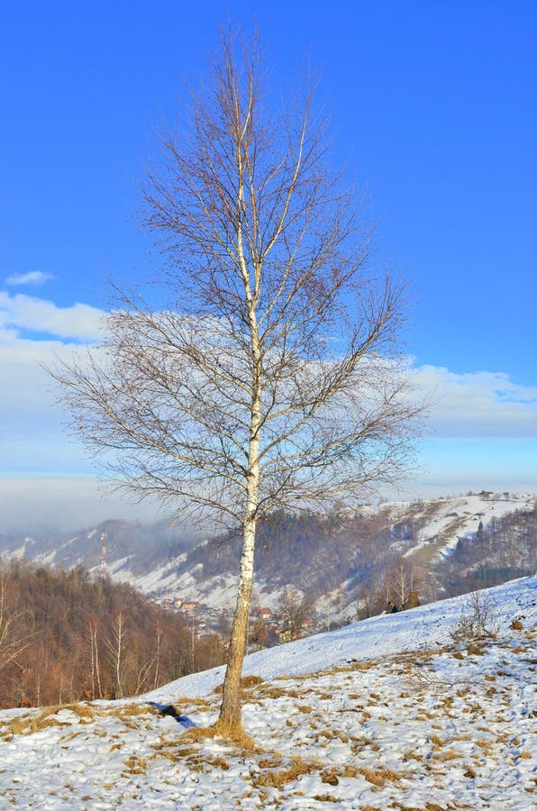 Cold Solitude - Tree with Empty Branches in Winter Stock Photo - Image ...
