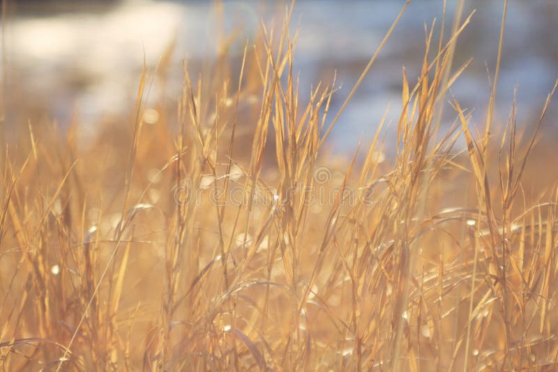 Cold Spring Evening stock image. Image of beautiful, wheat - 23787853