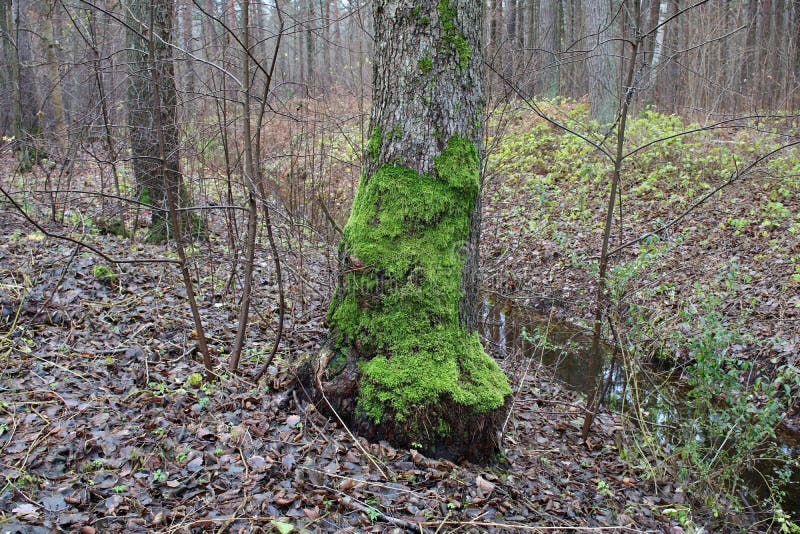 In the Cold Spring Forest, the Tree Trunk is Covered with Green Moss ...