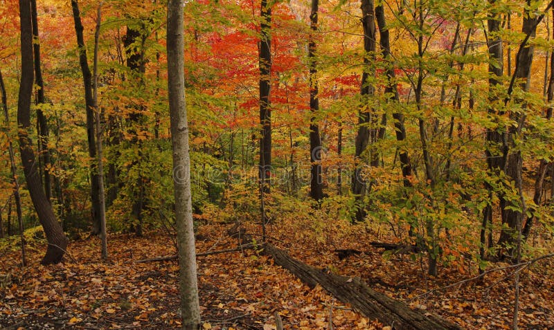 Cold Spring Harbor State Park 9 Stock Image - Image of peak, last: 68434355