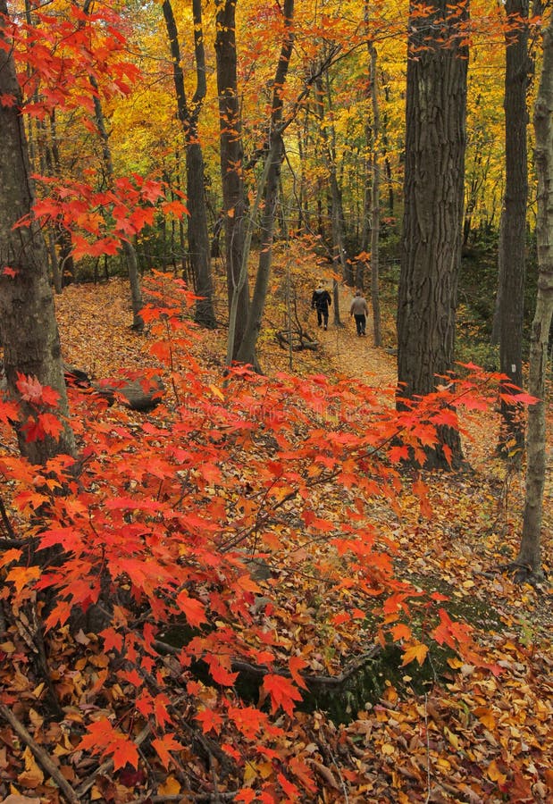 Cold Spring Harbor State Park 8 Stock Image - Image of autumn, yellow ...