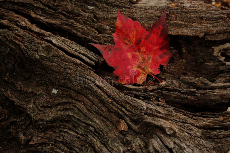 Cold Spring Harbor State Park 7 Stock Photo - Image of spring, last ...