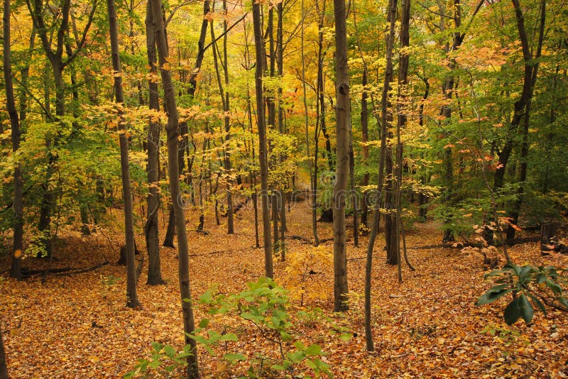 Cold Spring Harbor State Park 5 Stock Photo - Image of tree, newyork ...