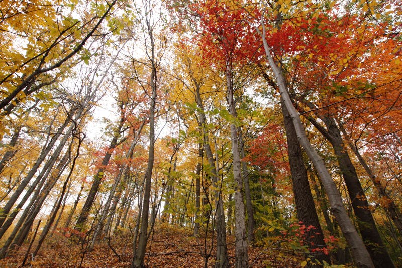 Cold Spring Harbor State Park 4 Stock Image - Image of tree, state ...