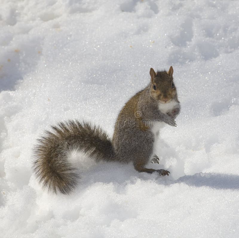 Cold squirrel stock photo. Image of tree, wild, animal - 13514984