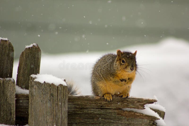 Cold squirrel on a fence stock photo. Image of kent, county - 36349936