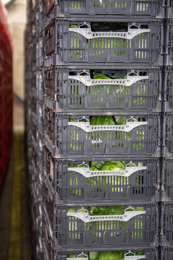 Cold Storage of Fresh Packed Vegetables in Plastic Boxes in Big ...